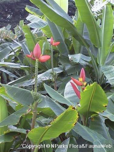 NParks | Musa laterita