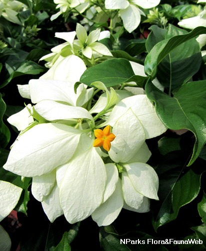 NParks | Mussaenda erythrophylla 'Dona Luz'