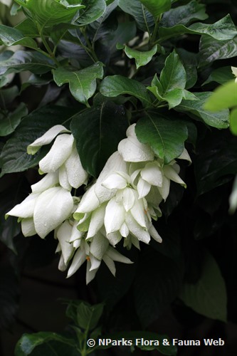 NParks | Mussaenda philippica 'Aurorae'