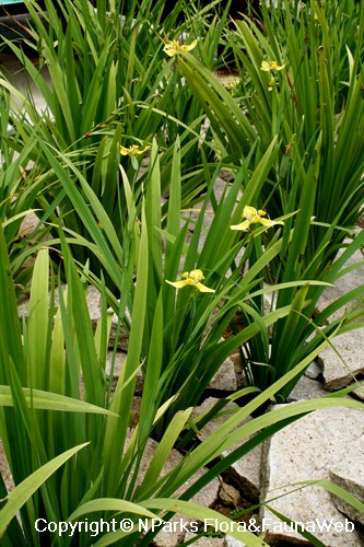 NParks | Trimezia steyermarkii