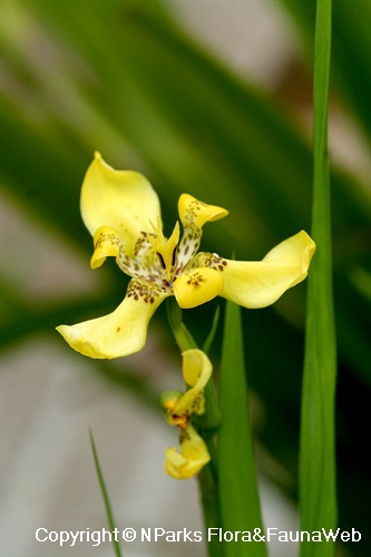 NParks | Trimezia steyermarkii