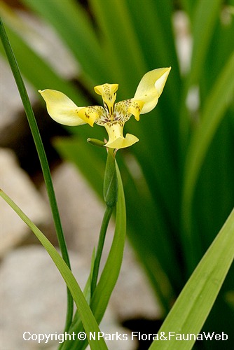 NParks | Trimezia steyermarkii