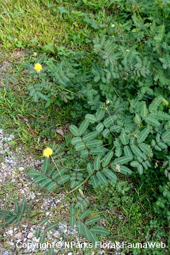 NParks | Neptunia plena