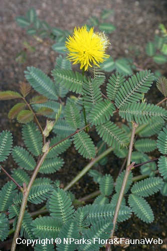 NParks | Neptunia plena