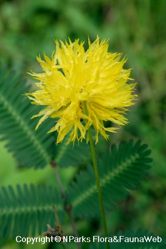 NParks | Neptunia plena