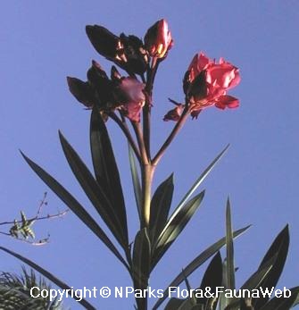 NParks | Nerium oleander