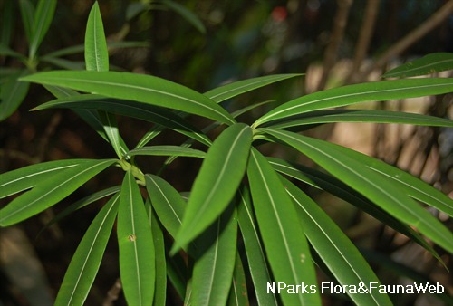NParks | Nerium oleander