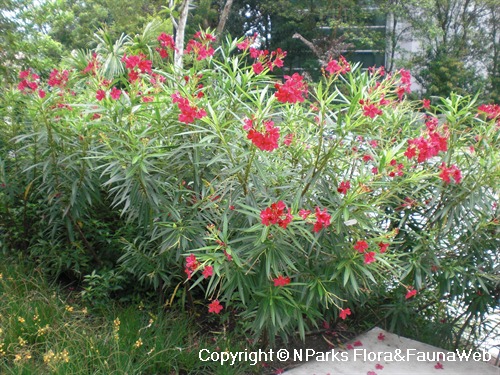 Nerium Oleander Tree
