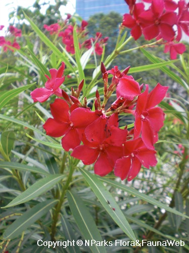 NParks | Nerium oleander