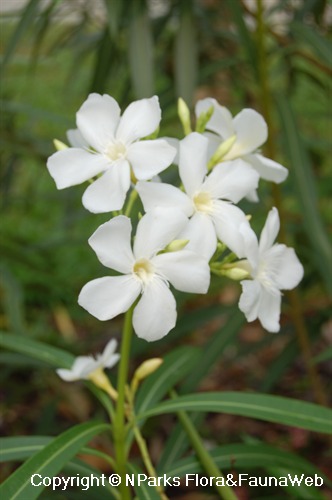 NParks | Nerium oleander 'Alba'