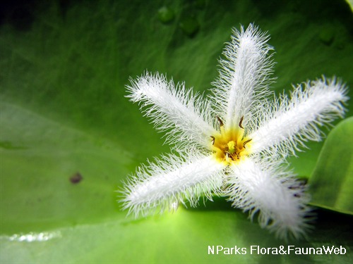 NParks | Nymphoides indica
