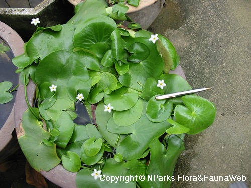 NParks | Nymphoides indica
