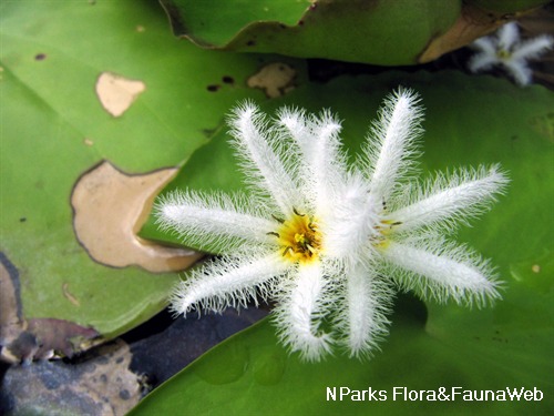 NParks | Nymphoides indica