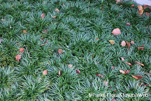 NParks | Ophiopogon japonicus 'Kyoto Dwarf'
