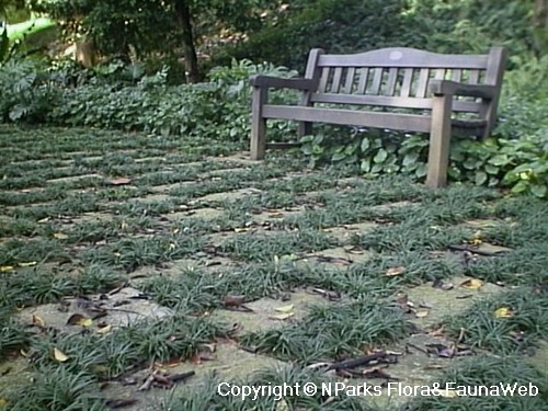 NParks | Ophiopogon japonicus 'Kyoto Dwarf'