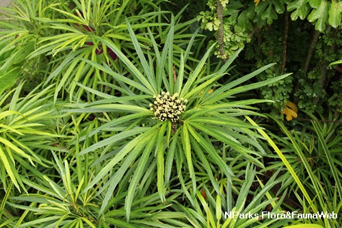 NParks | Osmoxylon lineare (Yellow)