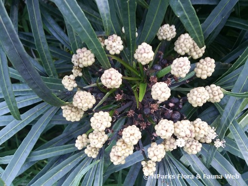 NParks | Osmoxylon lineare