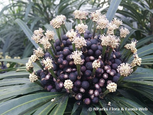 NParks | Osmoxylon lineare