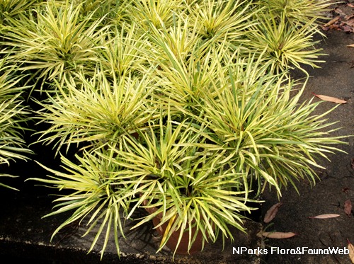 NParks | Osmoxylon lineare (Yellow)