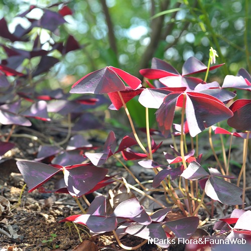 NParks | Oxalis regnellii 'Atropurpurea'