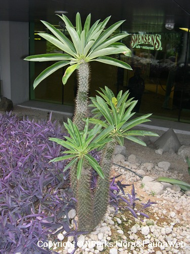 NParks | Pachypodium lamerei