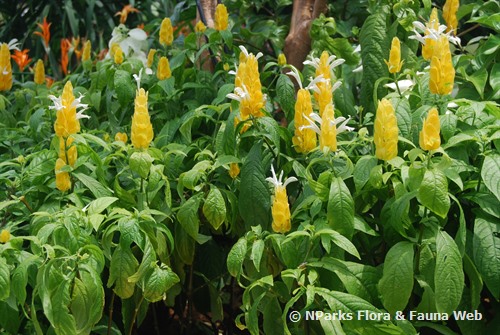 NParks | Pachystachys lutea