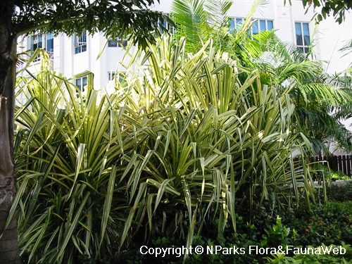NParks | Pandanus tectorius 'Sanderi'