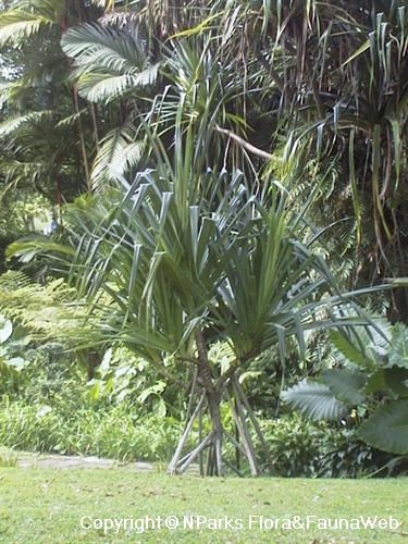 NParks | Pandanus utilis