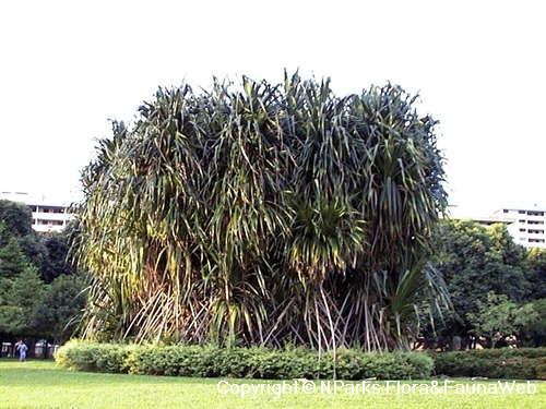 NParks | Pandanus utilis