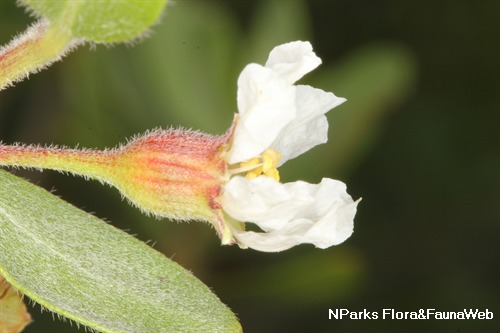 NParks | Pemphis acidula