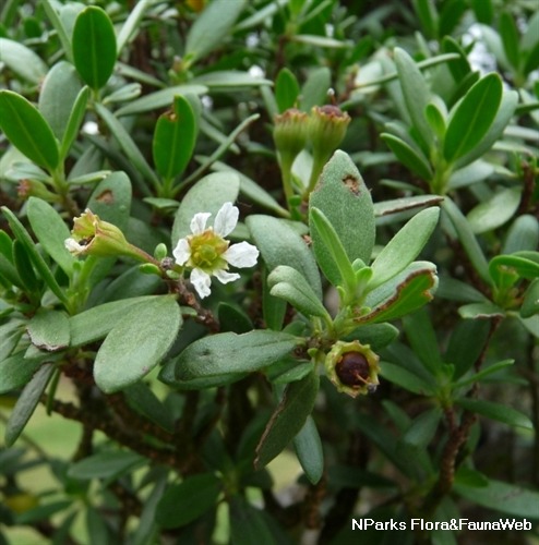 NParks | Pemphis acidula