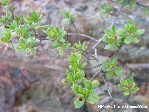 NParks | Pemphis acidula
