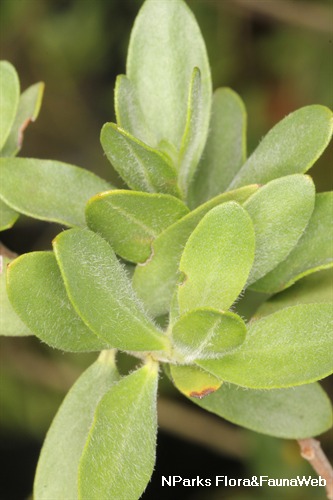 NParks | Pemphis acidula