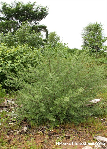 NParks | Pemphis acidula