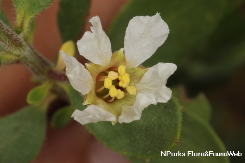 NParks | Pemphis acidula