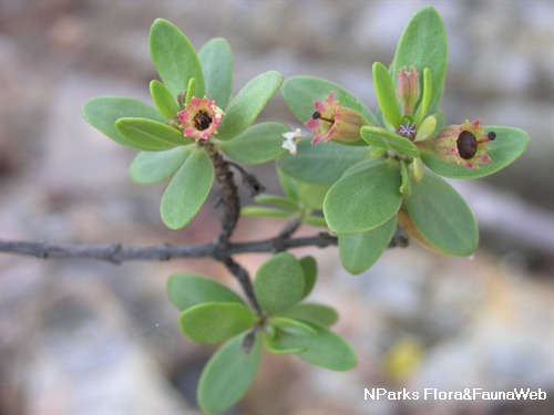 NParks | Pemphis acidula