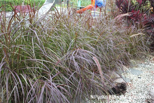 NParks | Cenchrus × cupreus'Rubrum'