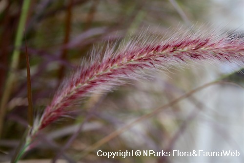 NParks | Cenchrus × cupreus'Rubrum'