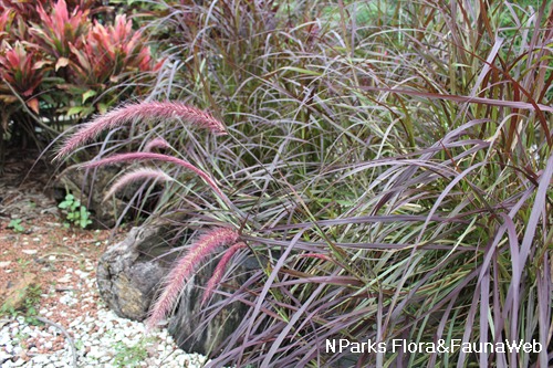 NParks | Cenchrus × cupreus'Rubrum'