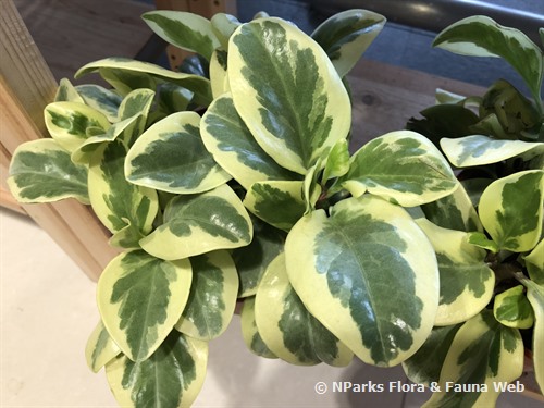NParks | Peperomia argyreia