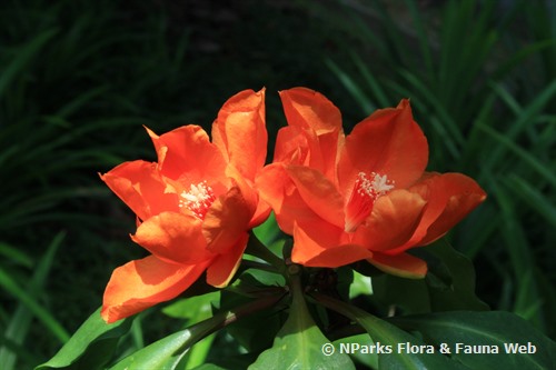 NParks | Leea angulata