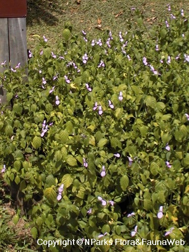 NParks | Peristrophe roxburghiana