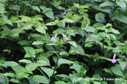 NParks | Peristrophe roxburghiana