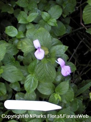 NParks | Peristrophe roxburghiana