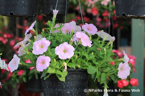 NParks | Petunia hybrida
