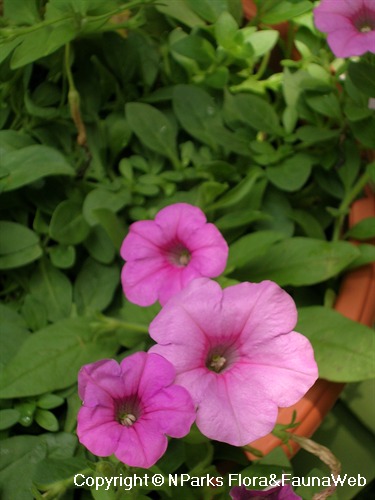NParks | Petunia hybrida