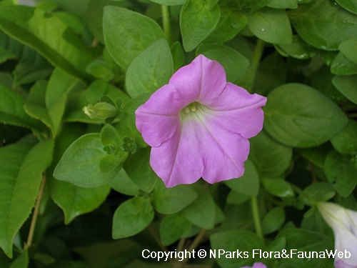 NParks | Petunia hybrida