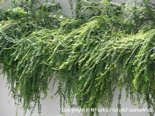 NParks | Phyllanthus cochinchinensis