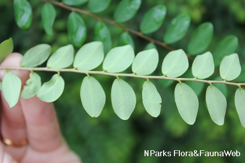NParks | Phyllanthus cochinchinensis