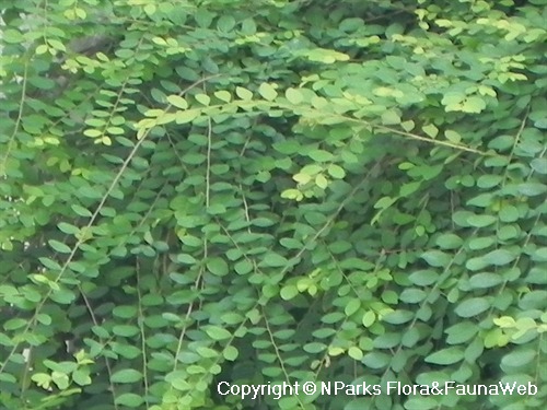 NParks | Phyllanthus cochinchinensis